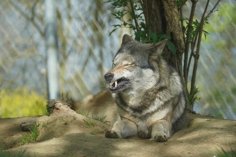 Eurasian wolf looking out stock image. Image of wolf - 318221063