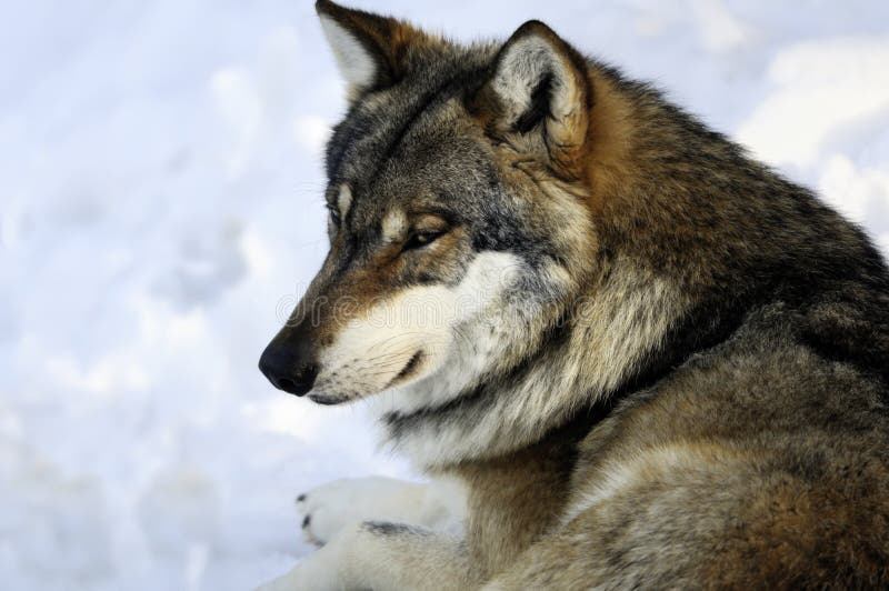 Carpathian Wolf