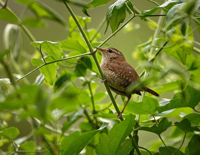 Wren perched in a bush stock image. Image of perched - 140552153
