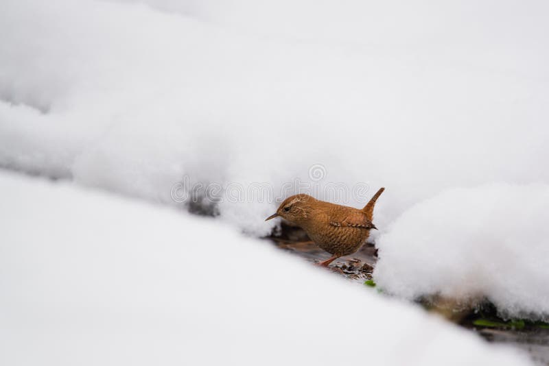 Eurasian wren on the snow stock image. Image of birdwatching - 255012671