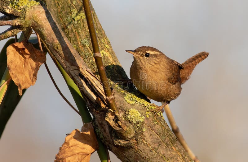 Eurasian Wren, Troglodytes Troglodytes. a Bird Sits on a Tree Trunk ...