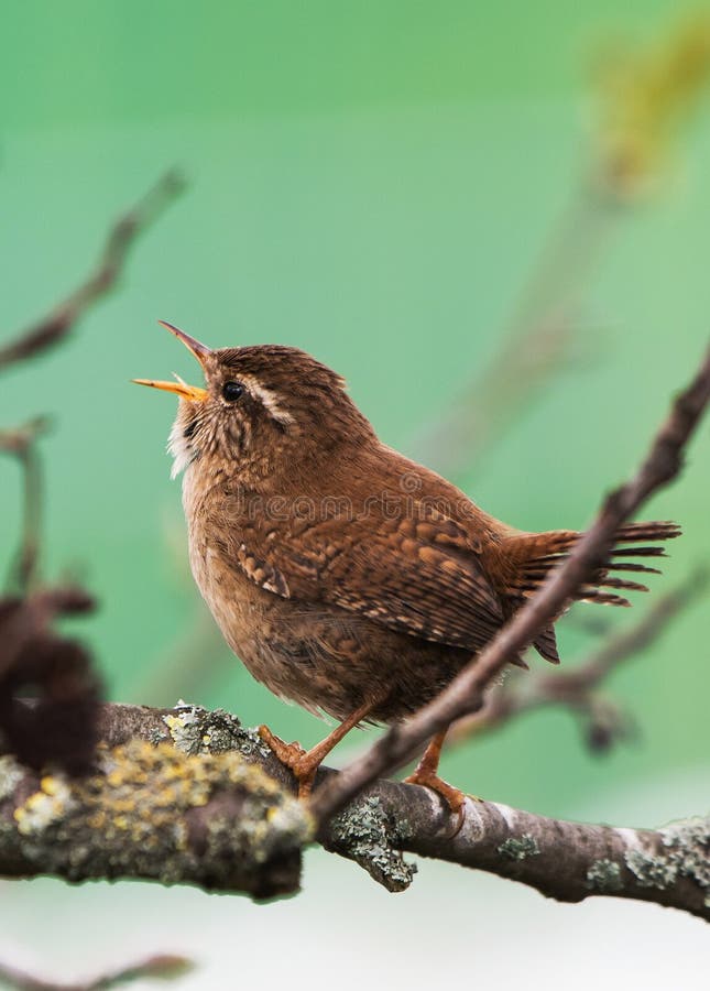 Eurasian Wren, Wren, Troglodytes Troglodytes Stock Photo - Image of ...