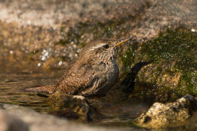 Eurasian wren in water stock image. Image of garden - 222665875