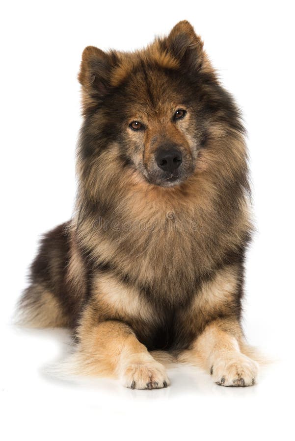 159 Eurasier Dog Stock Photos - Free & Royalty-Free Stock Photos from ...