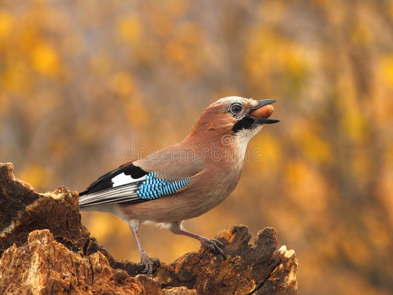 Eurasischer Jay Mit Einer Eichel Stockbild - Bild von blatt, vogel ...