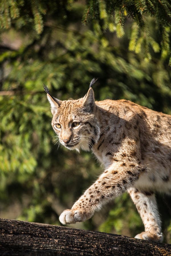 Eurasischer Luchs, Der Springt, Um Etwas Abzufangen Stockbild - Bild ...