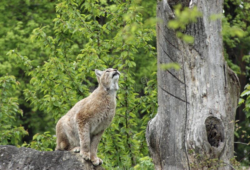 Eurasischer Luchs Bereit Zu Springen Stockfoto - Bild von säugetier ...