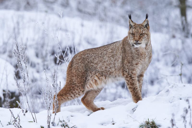 Eurasischer Luchs Im Schnee Stockfoto - Bild von luchs, land: 65972620