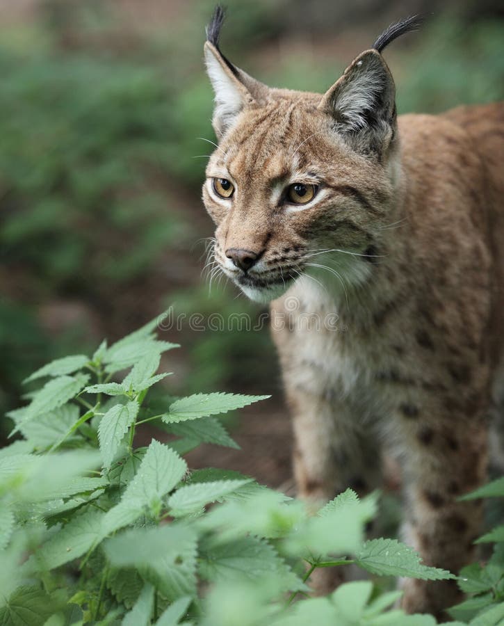 Eurasischer Luchs (Luchsluchs) Stockfoto - Bild von schönheit ...