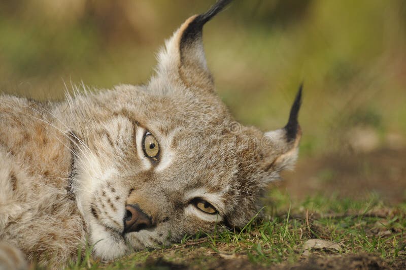 Eurasischer Luchs (Luchsluchs) Stockbild - Bild von säugetier, raub ...