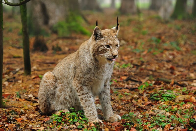 Eurasischer Luchs (Luchsluchs) Stockbild - Bild von umgebung, felsen ...