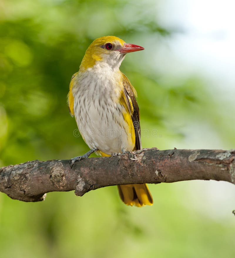 Eurasischer Pirol (Oriolus Oriolus) Stockbild - Bild von wildnis ...