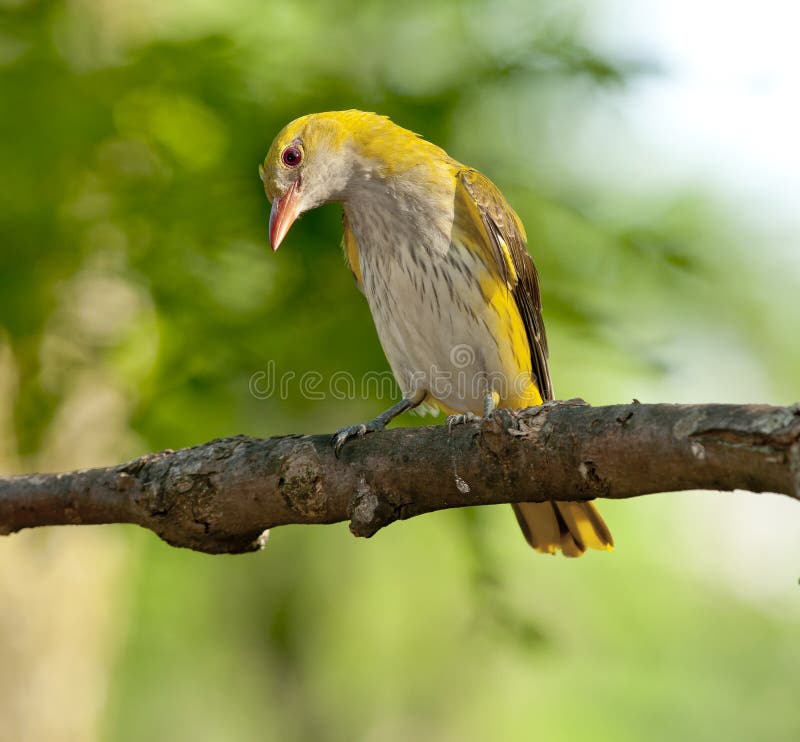 Eurasischer Pirol (Oriolus Oriolus) Stockbild - Bild von schnabel ...