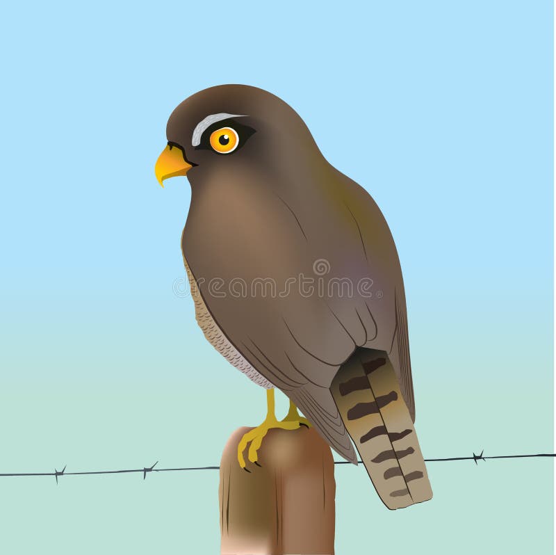 Eurasischer Sperber vektor abbildung. Illustration von jagd - 88039909