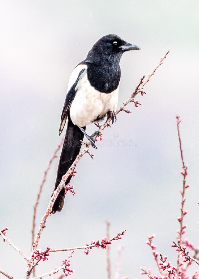 Sroka zwyczajna zdjęcie stock. Obraz złożonej z ciało - 165128678