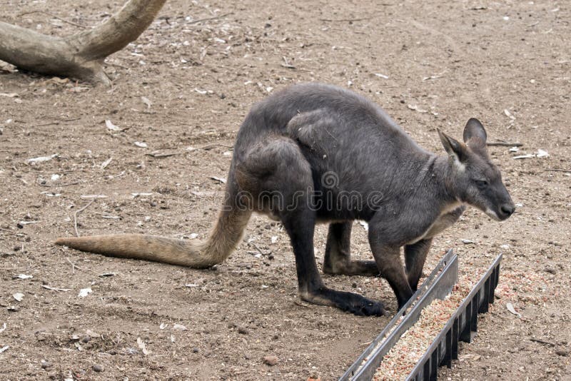 Euro Kangaroo Stock Photos - Free & Royalty-Free Stock Photos from ...