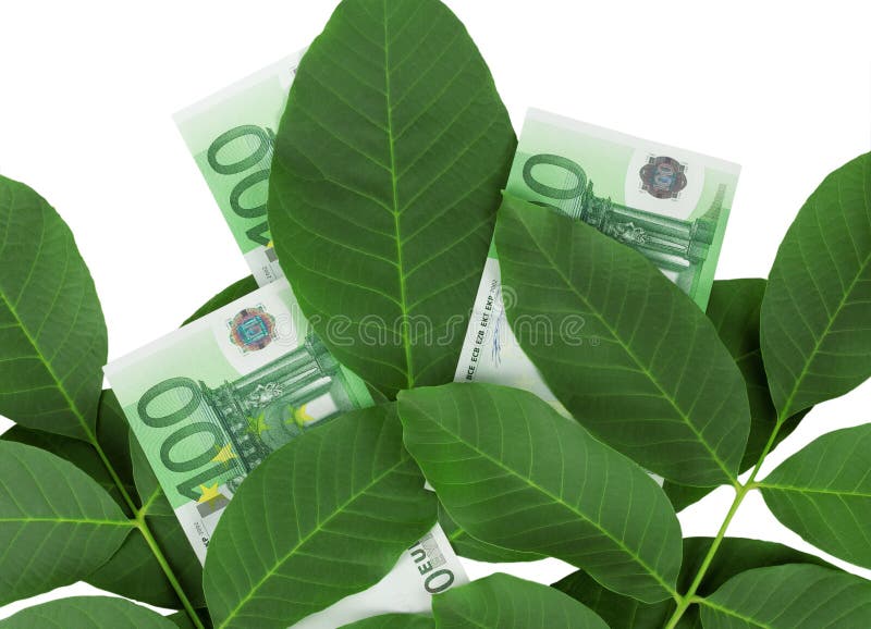 Euro in the leaves stock image. Image of background, floral - 20899669