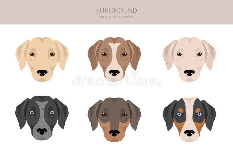 Eurohound Clipart. Different Coat Colors Set Stock Vector ...