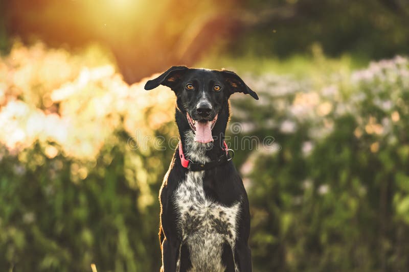Eurohound Dog Standing on a Rock at Sunset in Front of a Field. Stock ...