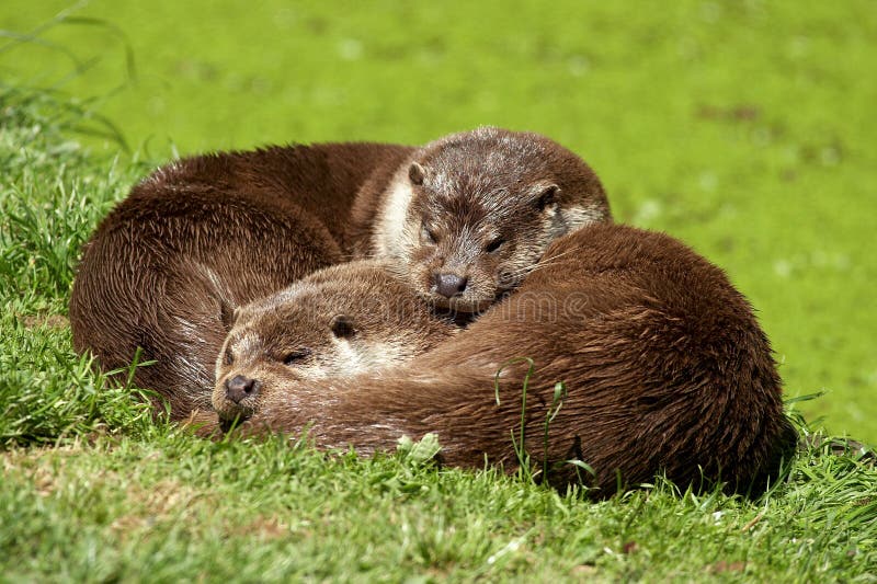 Eurolean Otter - Lutra Lutra Stock Photo - Image of pond, animal: 44256726