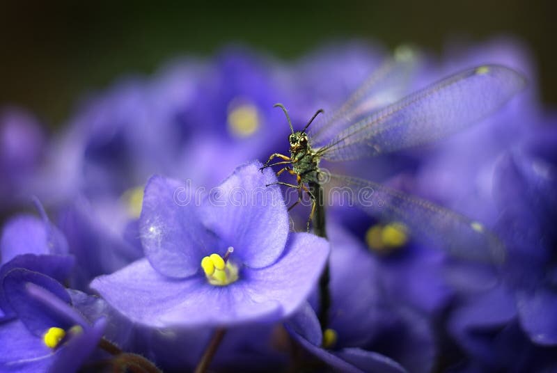 Antlionfly stock image. Image of insects, wildlife, life - 41925641