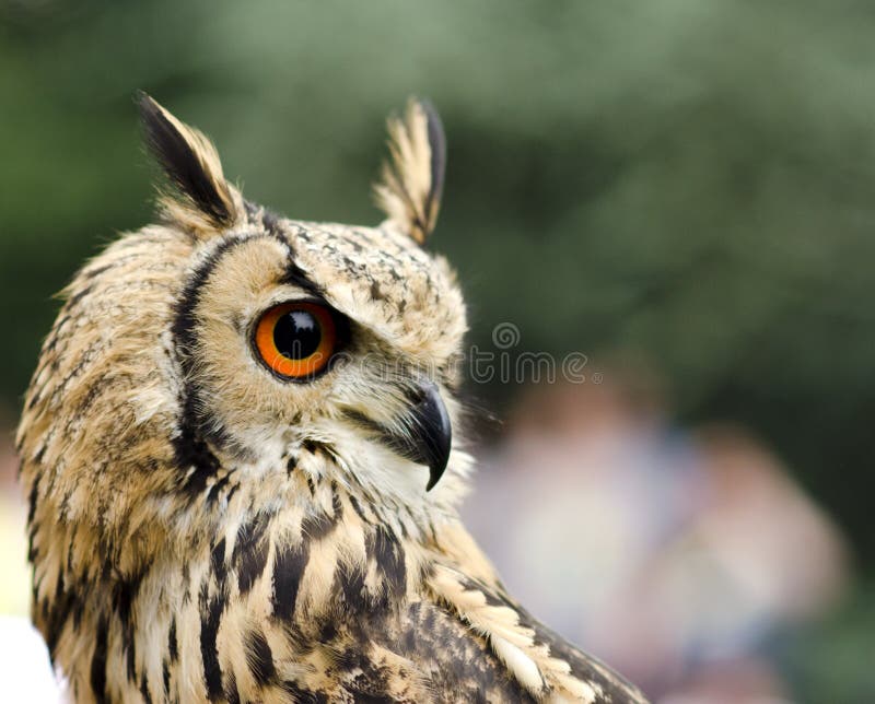 Europäische Adler-Eulen-Augen-Nahaufnahme Stockfoto - Bild von makro ...