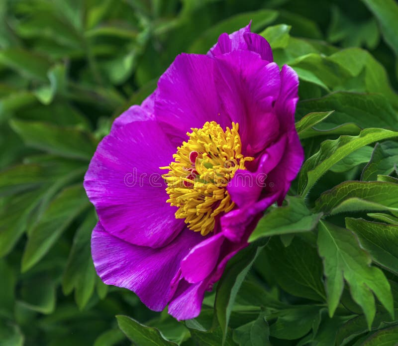 Europäische Oder Gemeine Pfingstrose, Paeonia Officinalis Stockfoto ...