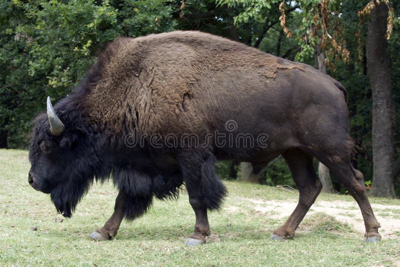 Europäischer Bison Auf Dem Gras Stockbild - Bild von pelz, ebenen: 86310997