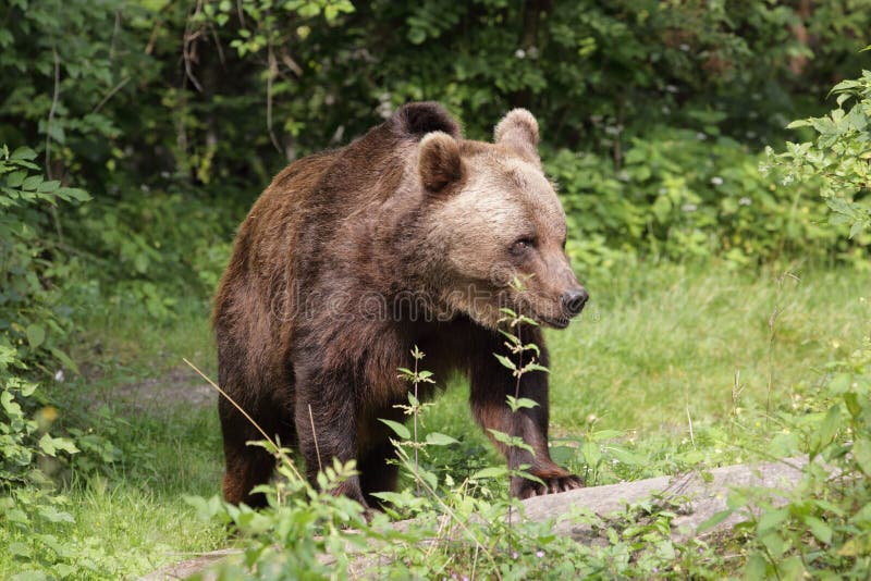 Europäischer Braunbär, Welche Nach Nahrung Deutschland Sucht Stockbild ...
