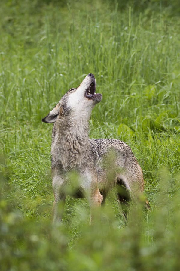 Heulender Gray Wolf stockfoto. Bild von horizontal, benennen - 146015702