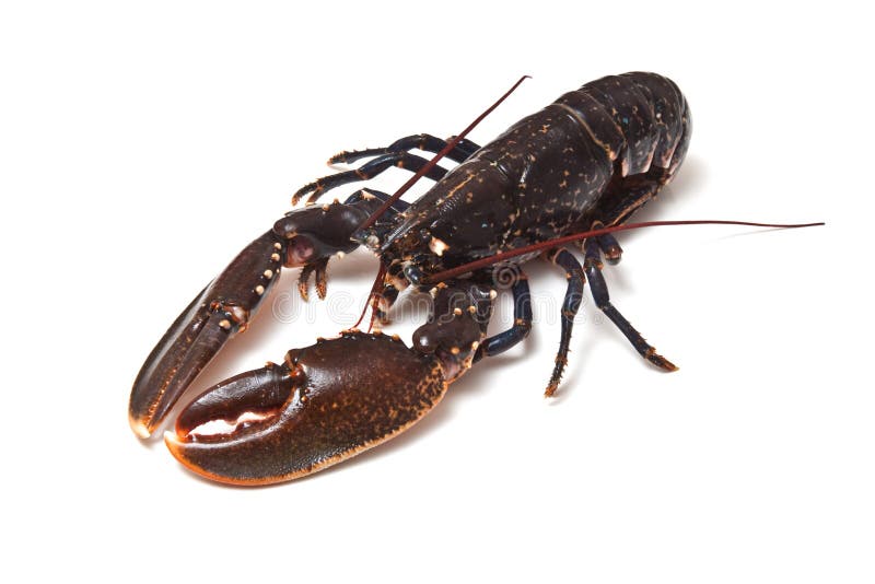 Europäischer Hummer stockbild. Bild von fische, ungekocht - 25763281