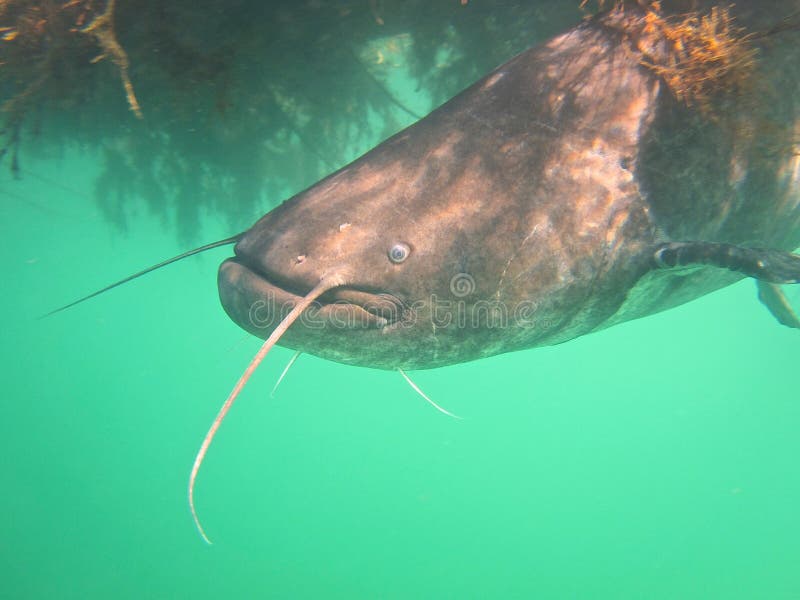 Wels stockbild. Bild von augen, fleischfresser, niederlande - 81039539