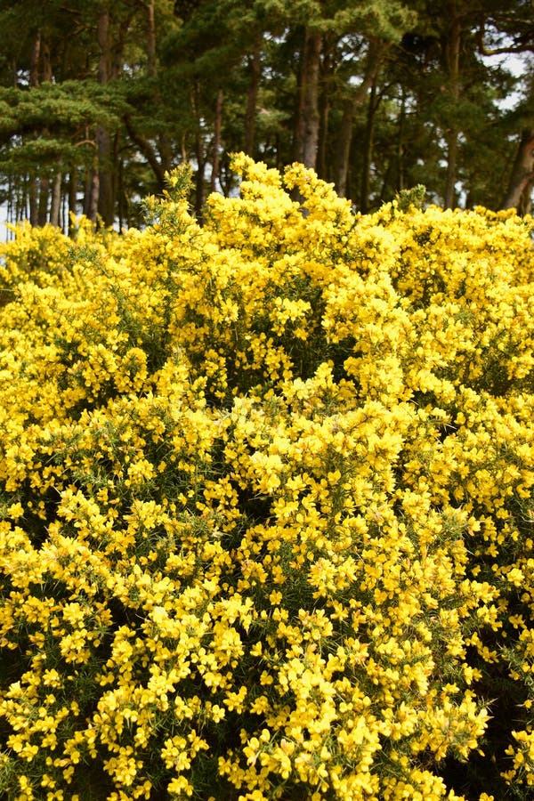 Europaeus Do Tojo Ou Do Ulex Do Tojo Foto de Stock - Imagem de botânica ...