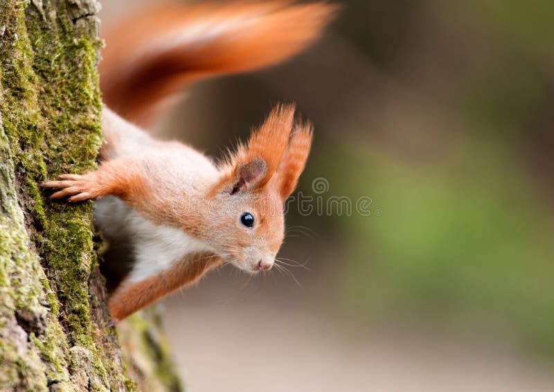 Europan squirrel stock photo. Image of wildlife, woods - 46549444
