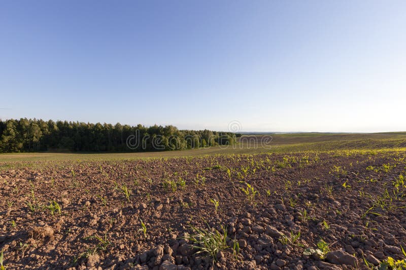 Europe corn field stock image. Image of farm, corn, ecology - 137553577