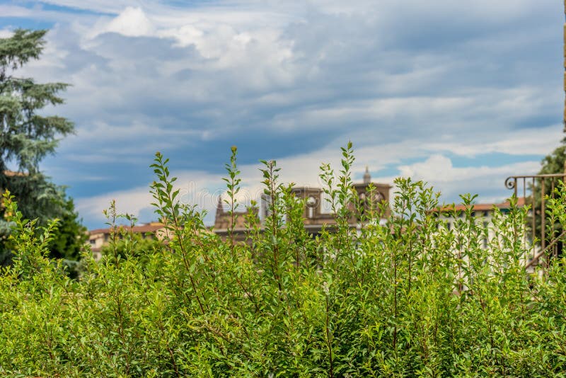 Italy,Florence, a Group of Bushes and Trees Stock Image - Image of ...