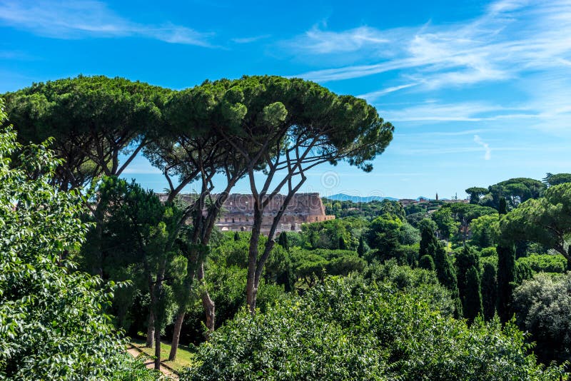 Italy, Rome, Roman Forum, a Large Tree in a Forest Stock Image - Image ...