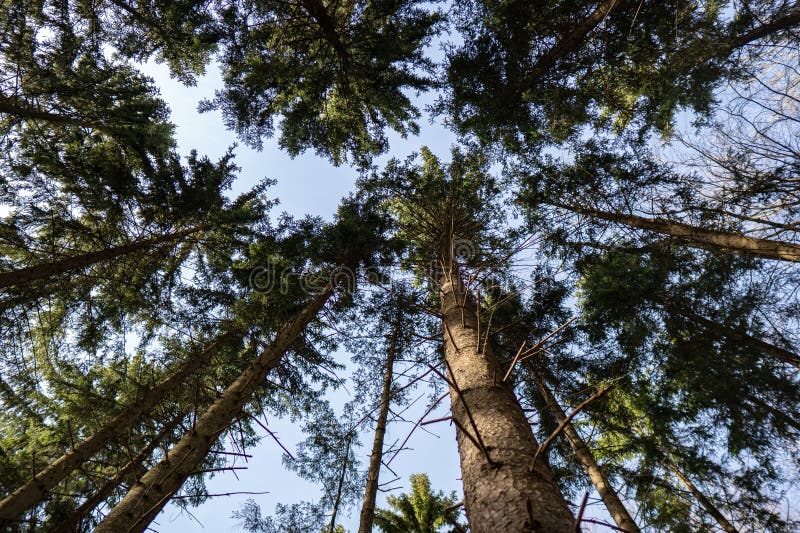 Europe Woods View from the Bottom in the Sky Stock Image - Image of ...