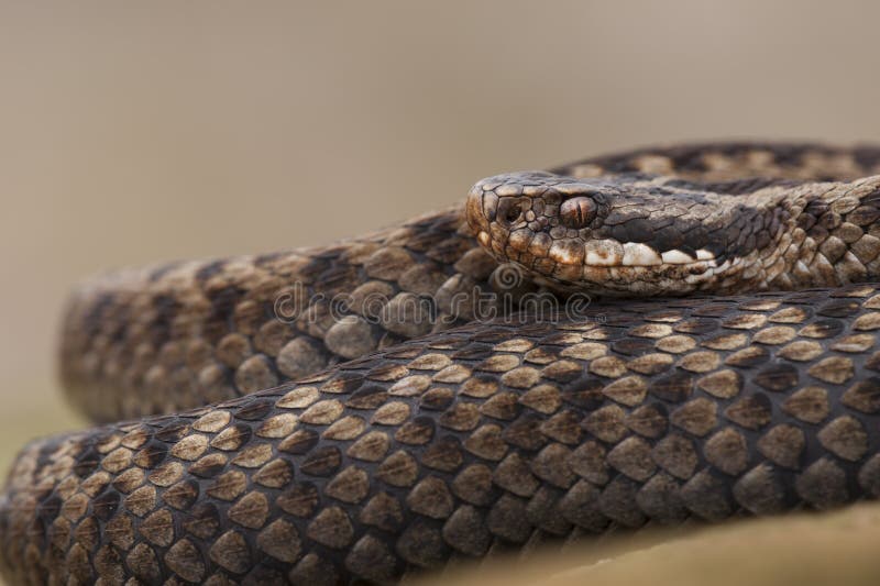 European Adder stock photo. Image of fang, strike, lunge - 25137656