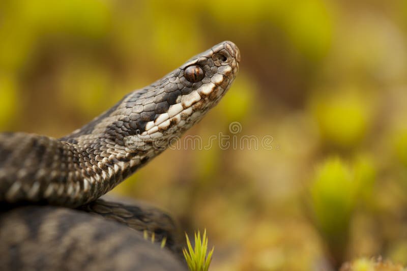 European Adder stock image. Image of animal, inject, orange - 25137717