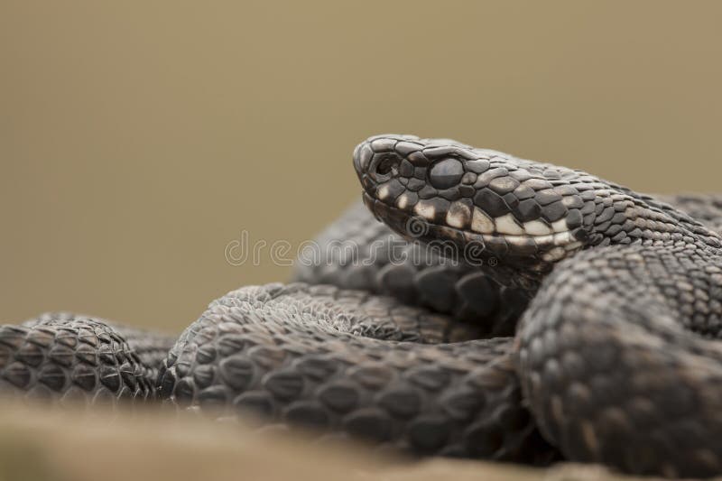 European Adder stock image. Image of danger, animal, female - 25513715