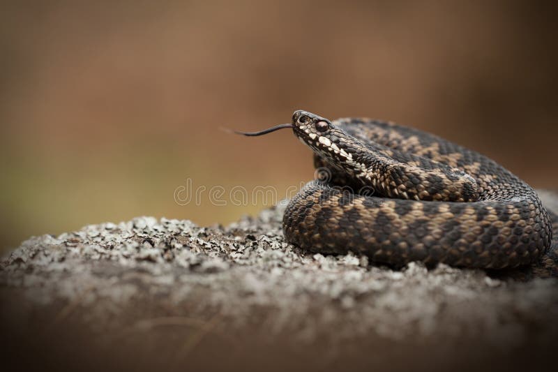 European Adder stock photo. Image of reptile, snake, flicking - 25646350