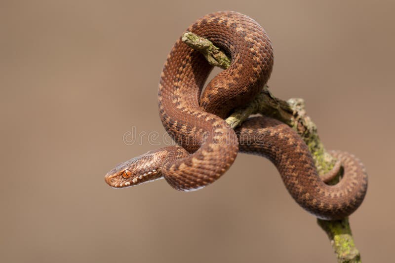 European Adder Juvenile stock image. Image of horizontal - 25829637