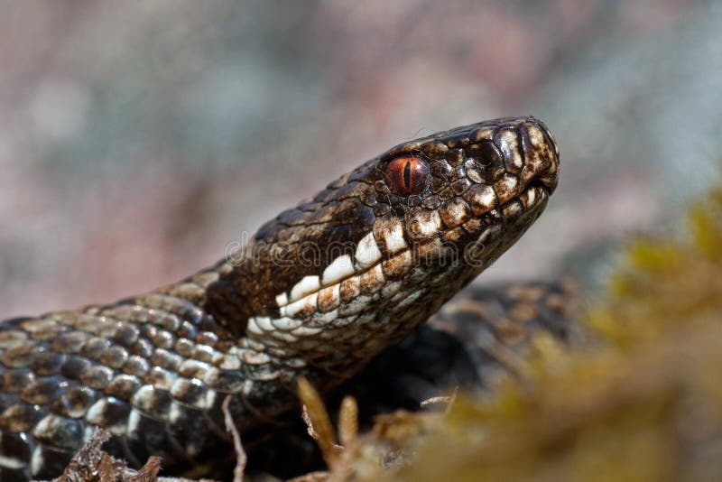 European Adder Vipera Berus Stock Image - Image of northern, crawl ...