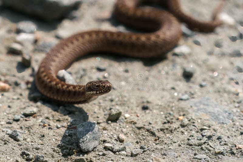 A European Snake Adder, Vipera Berus, on the Rock Sand Stock Photo ...
