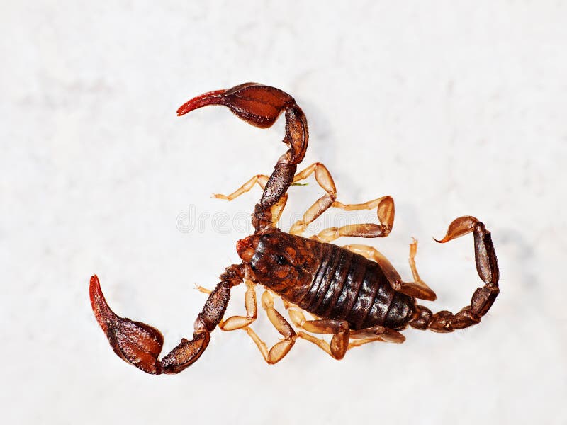 European Aka British Scorpion - Macro Stock Image - Image of brown ...