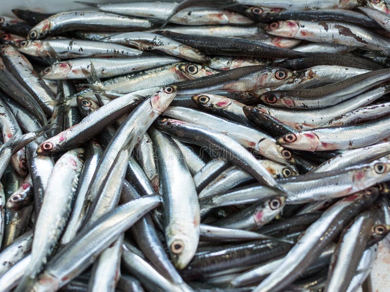 European Anchovy (Engraulis Encrasicolus) Stock Image - Image of ...