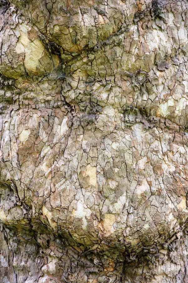 European Ash - Detail View of Tree Bark Stock Image - Image of floral ...