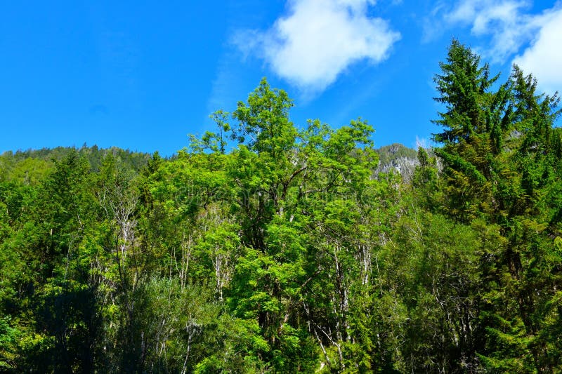 European Ash (Fraxinus Excelsior) Stock Image - Image of deciduous ...
