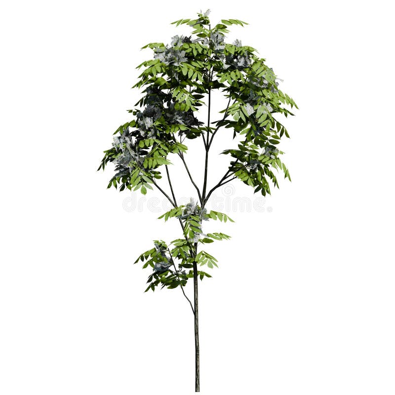 European Ash Plant Front View Isolated on White Background Stock Image ...